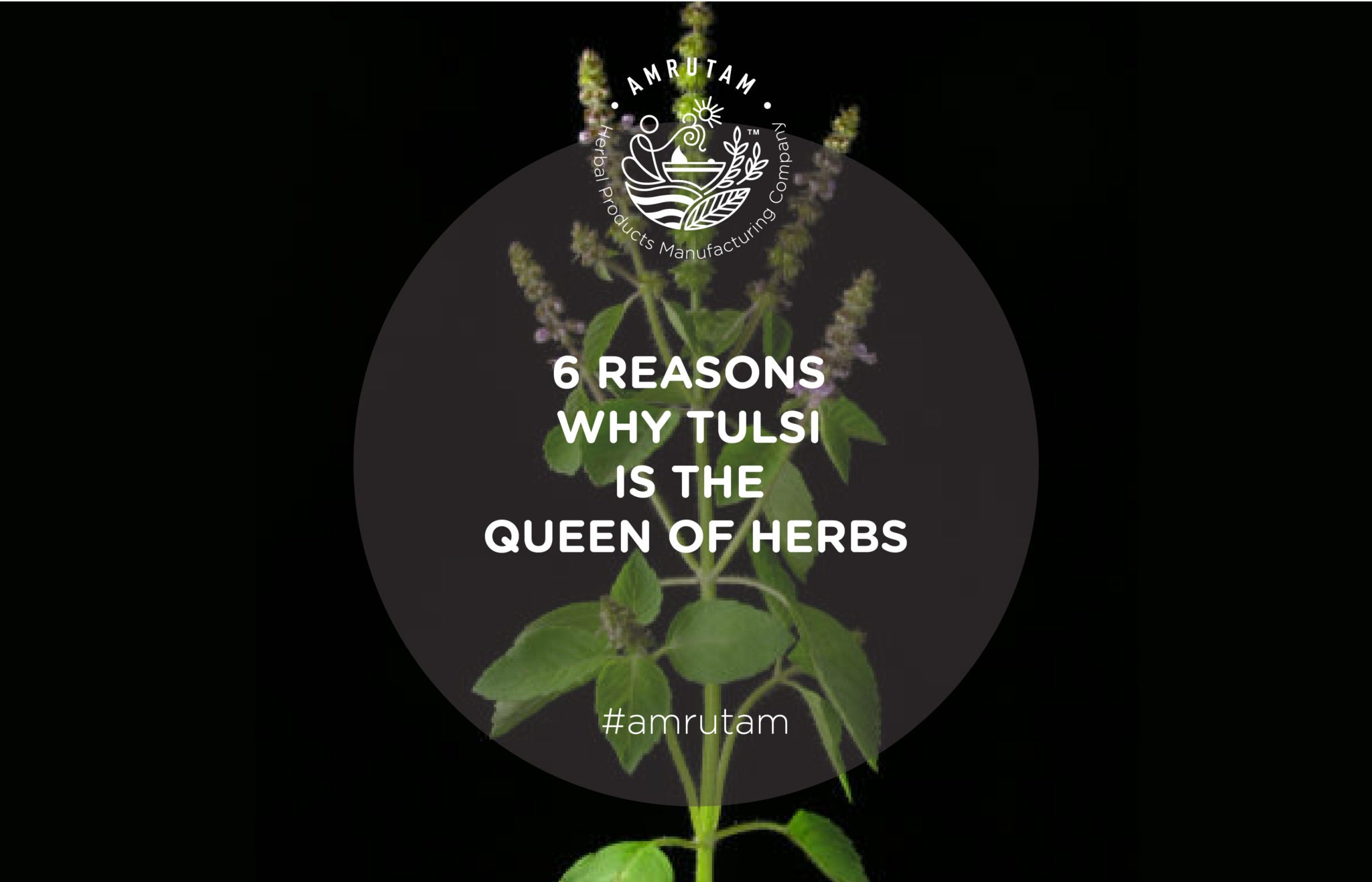 6 Reasons Why Tulsi is the Queen of Herbs – Amrutam