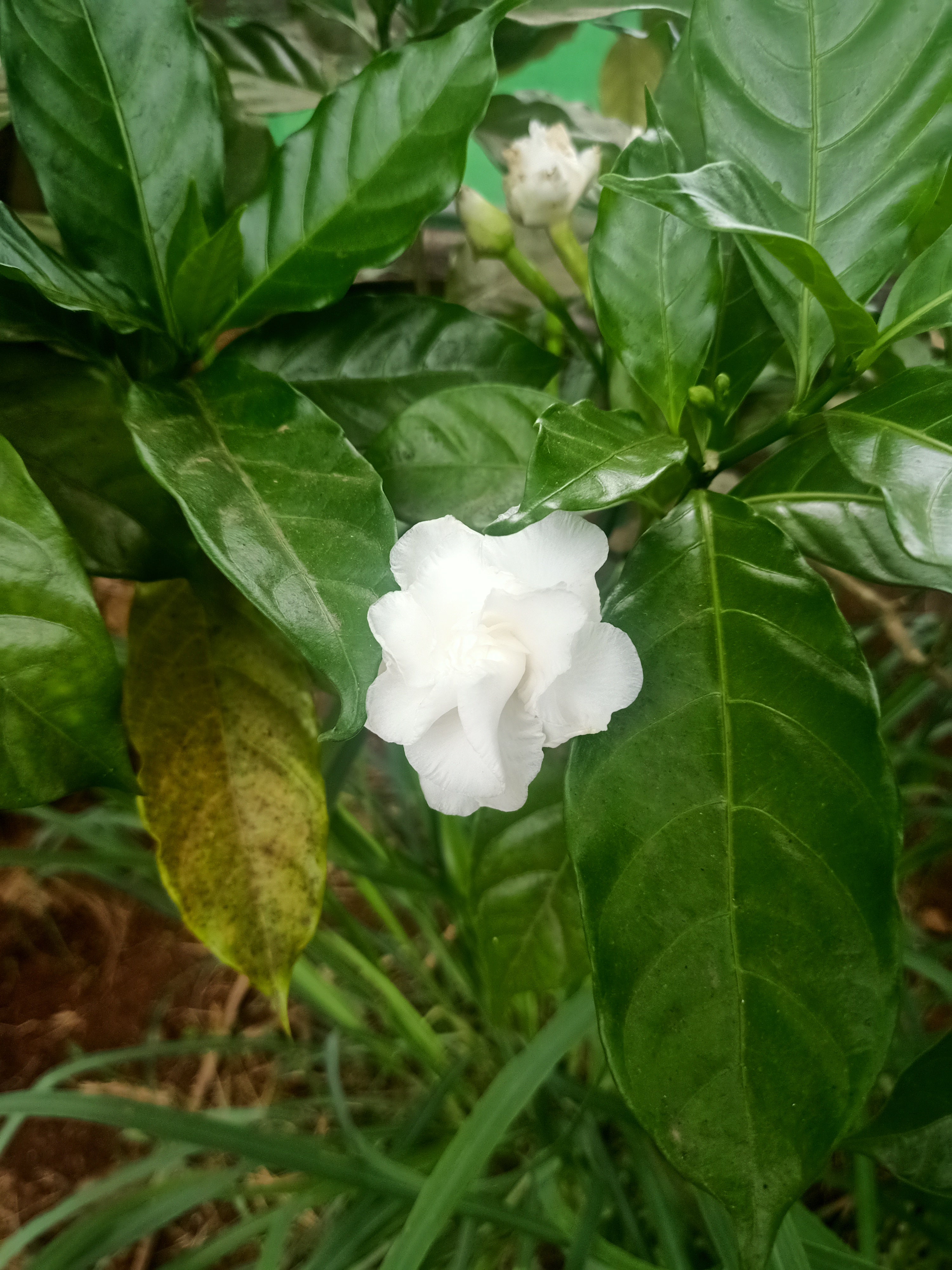 Suicide Helpline Numbers for Indian Citizens – Amrutam