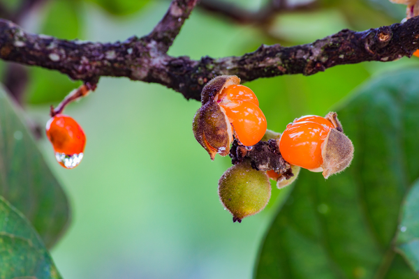 Lodhra: Benefits, Uses, Formulation, Ingredients, Dosage And Side Effe ...