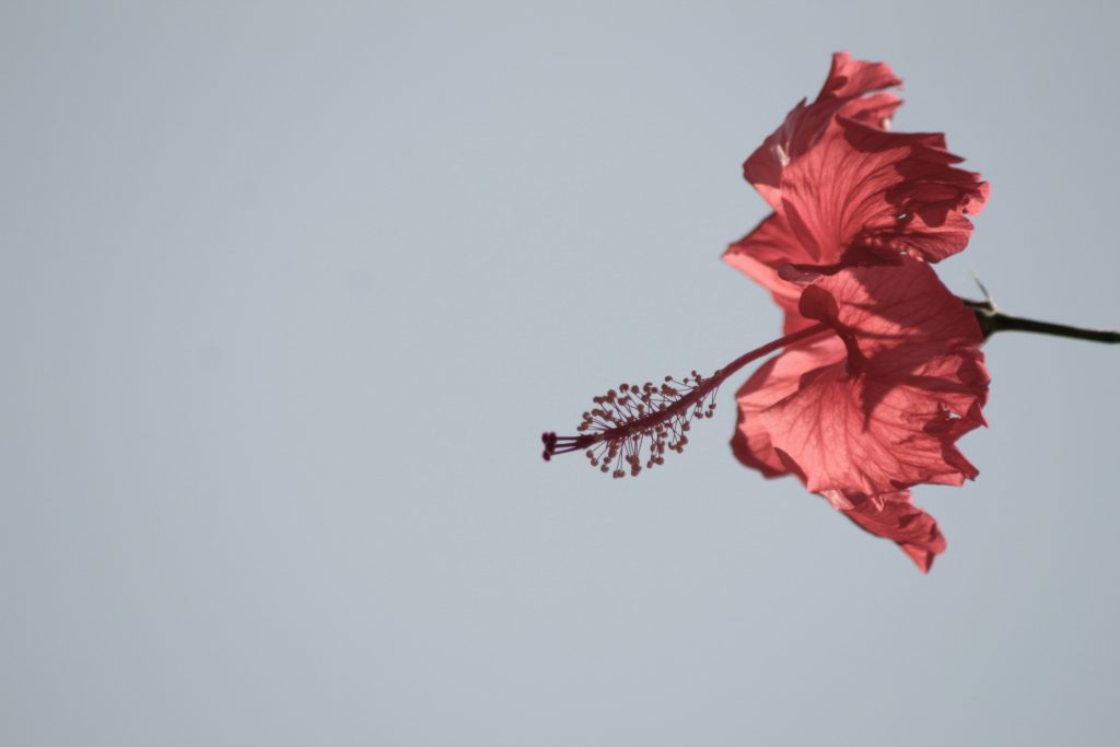 Guduhal And Its Healing Flower – Amrutam